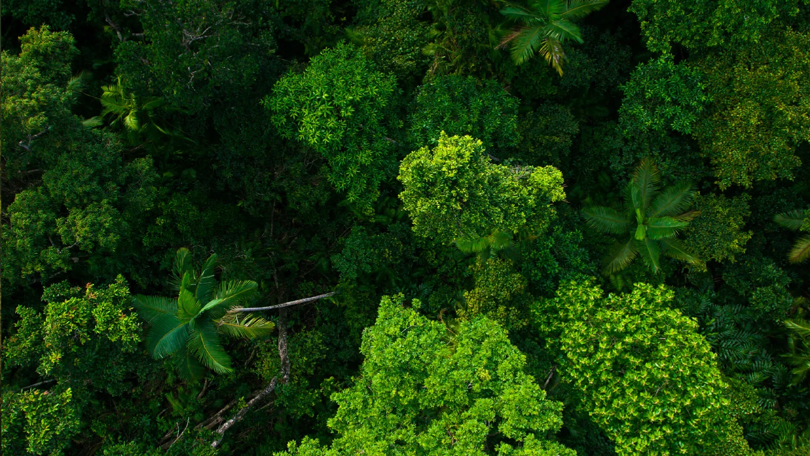 The Natural Climate Solutions Alliance (NCSA) | WBCSD