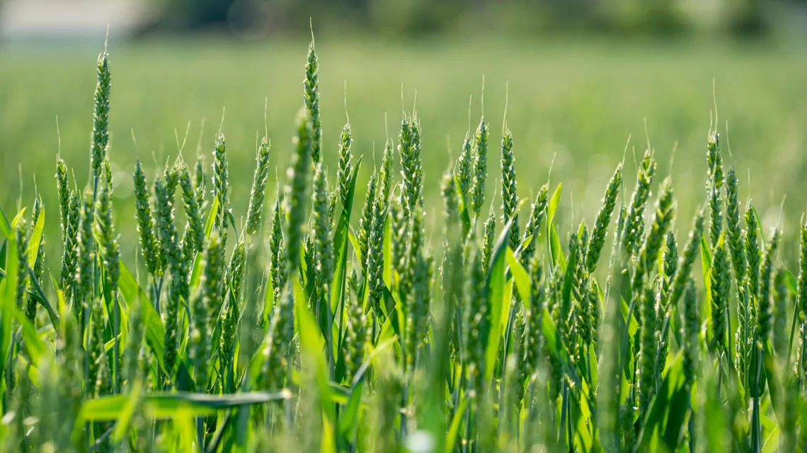 Farmers Stand To See Increase Crop Yields And Profits With 15 25 Return On Investment By 