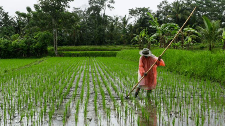 New report lays out roadmap to achieve sustainable rice production | WBCSD