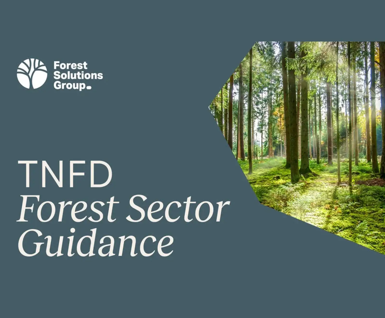 TNFD Additional Forest Sector guidance | WBCSD
