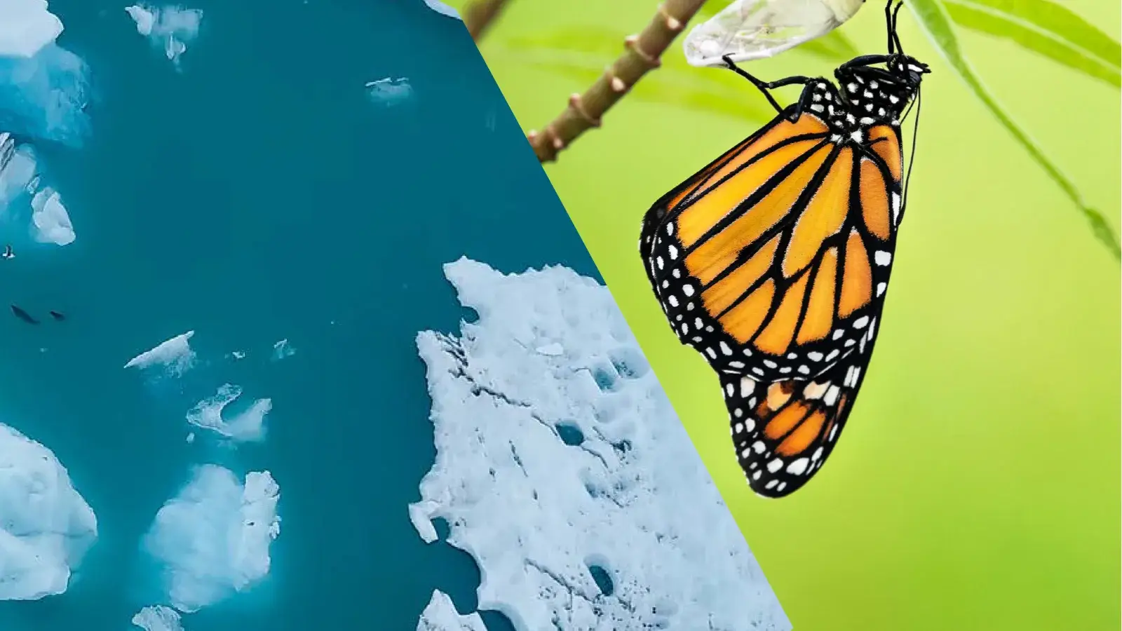 Moving transition from plans to action: A transition planning primer