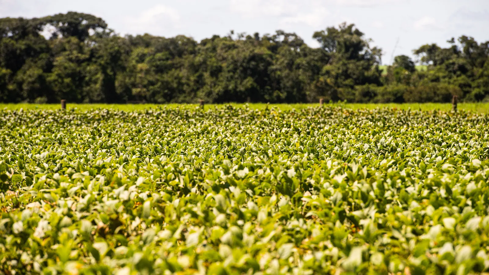 The Next Chapter of Deforestation-Free Supply Chains: What Comes After ...